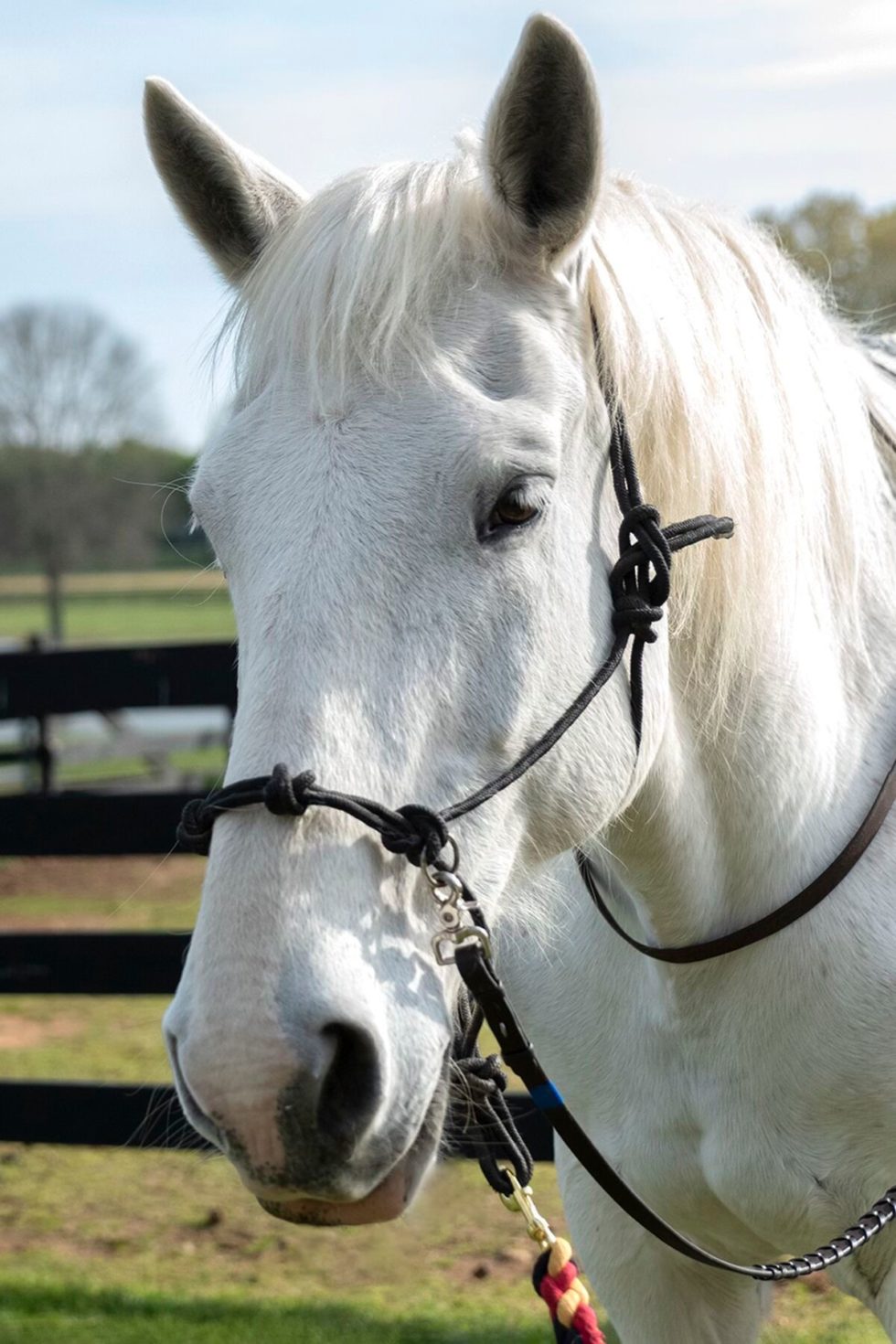 Horses NEW SITE - Misty Meadows Mitey Riders